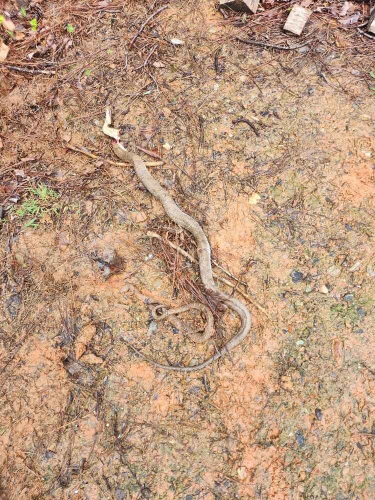 Where did all the green snakes go? | NC4x4