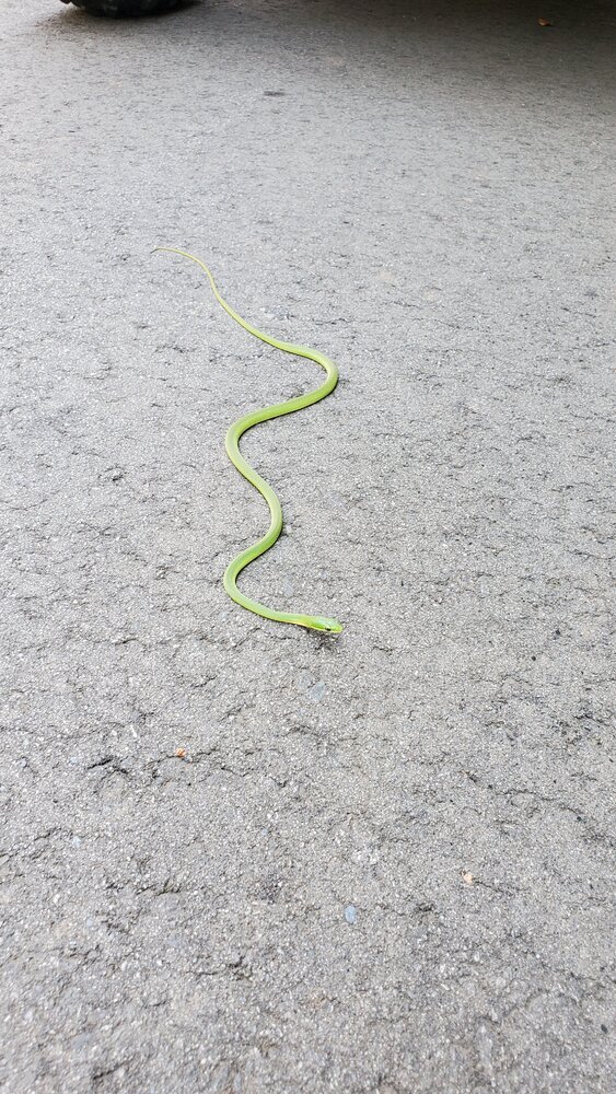 Where did all the green snakes go? | NC4x4