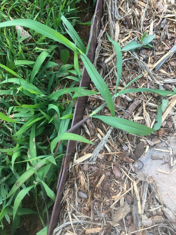 California Invasive Grasses Identification Now Is The Time To Remove